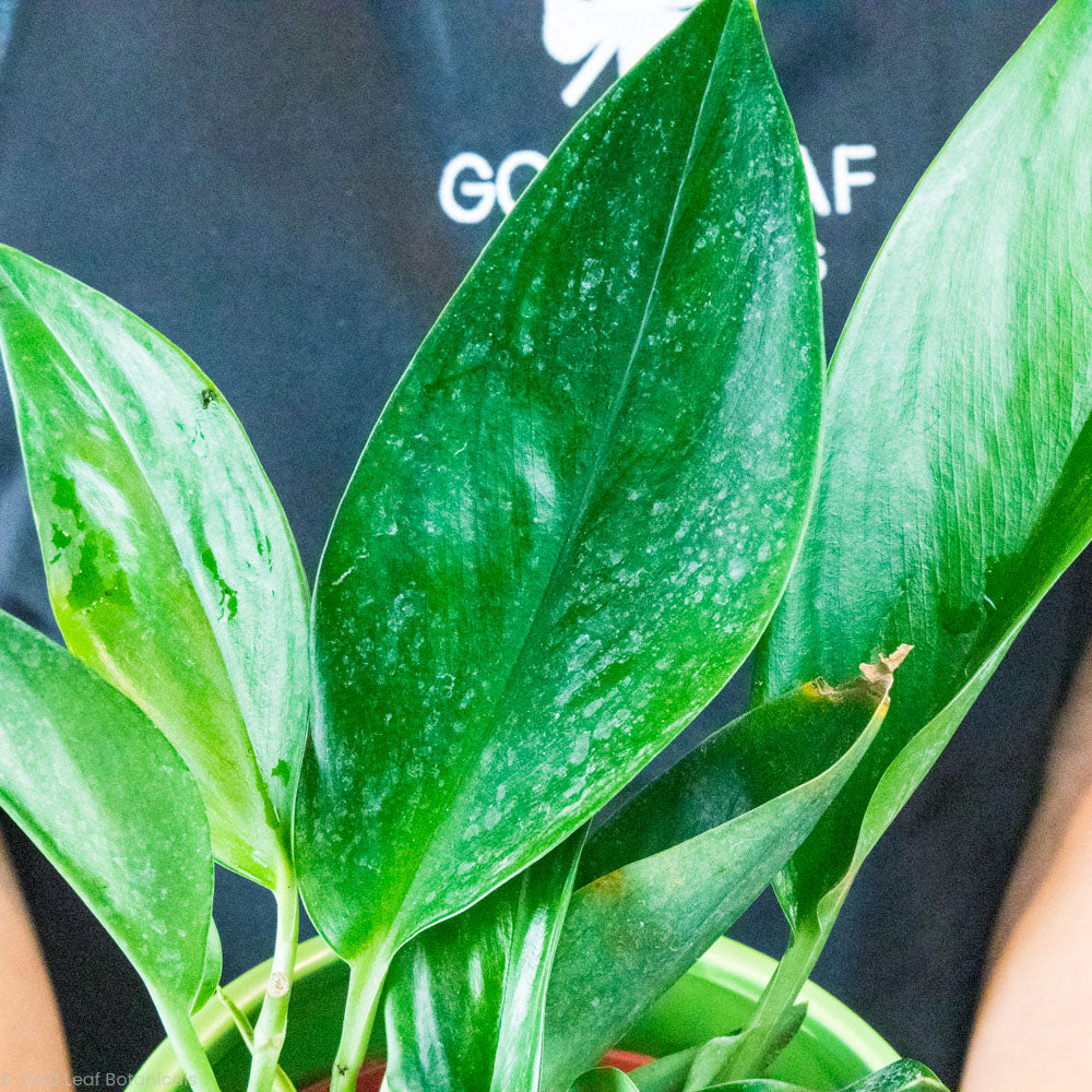 Scindapsus Treubii Dark Form Care - Sun, Water, Soil & Humidity – Gold ...