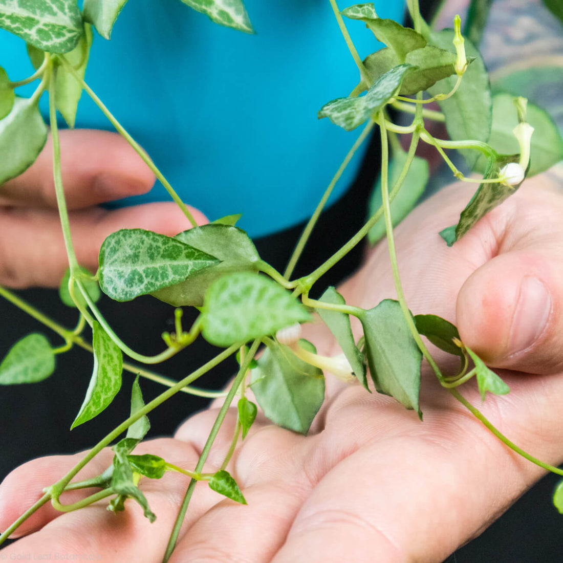 String of Spades Care - Sun, Water, Soil & Humidity Needs