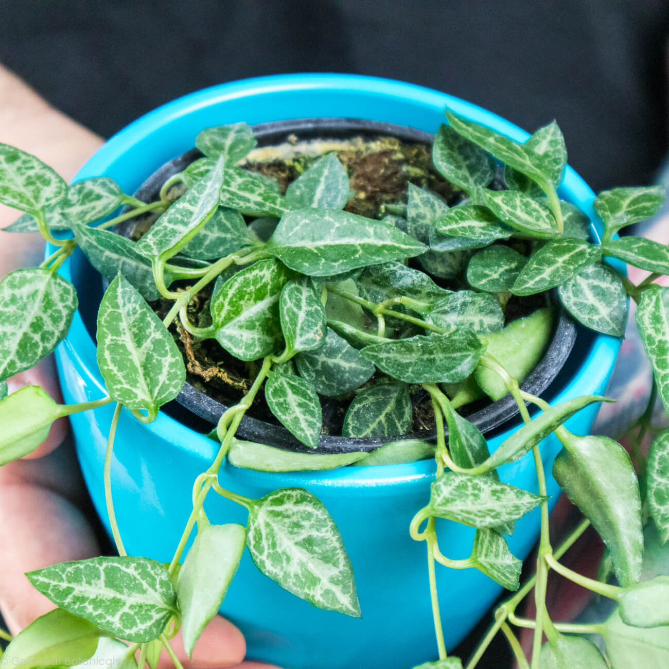 String of Spades Care - Sun, Water, Soil & Humidity Needs – Gold Leaf ...