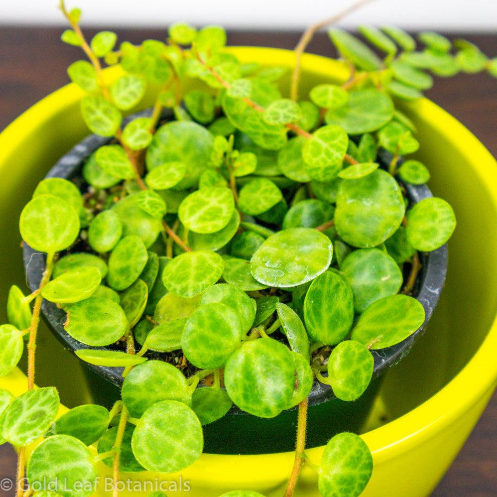 String of Turtles Care - Sun, Water, Soil & Humidity Needs – Gold Leaf ...