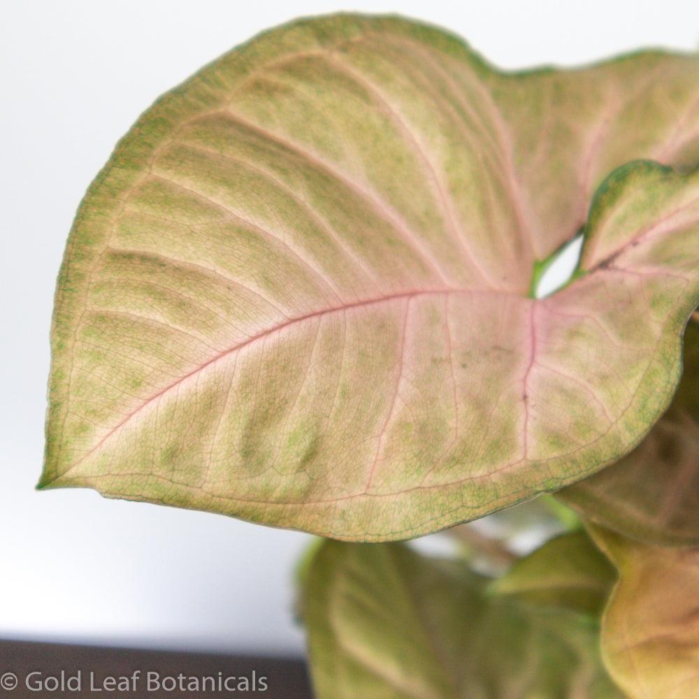 Syngonium Neon Robusta (Pink Arrowhead Plant) Care - Sun & Water – Gold ...