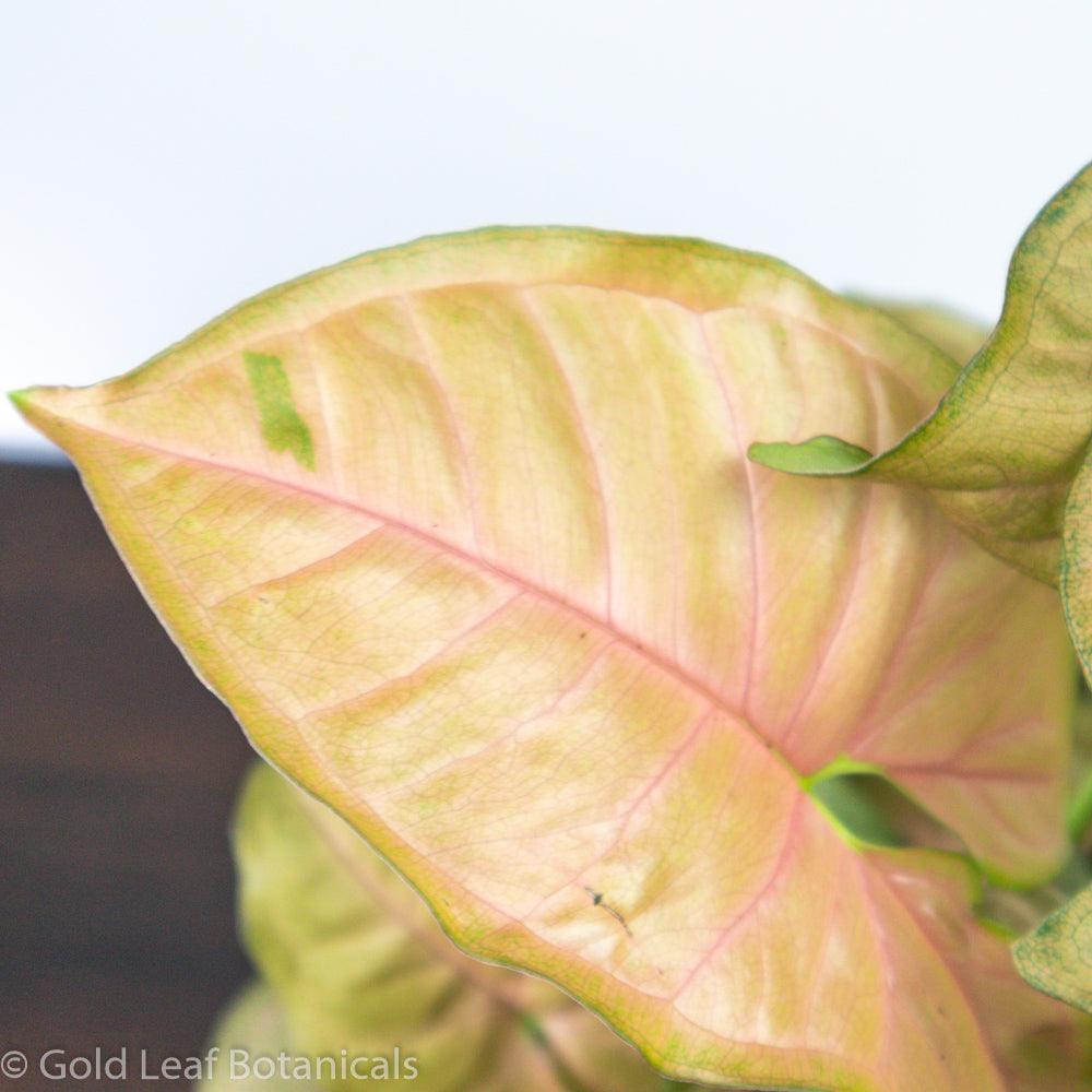 Syngonium Neon Robusta (Pink Arrowhead Plant) Care - Sun & Water – Gold ...