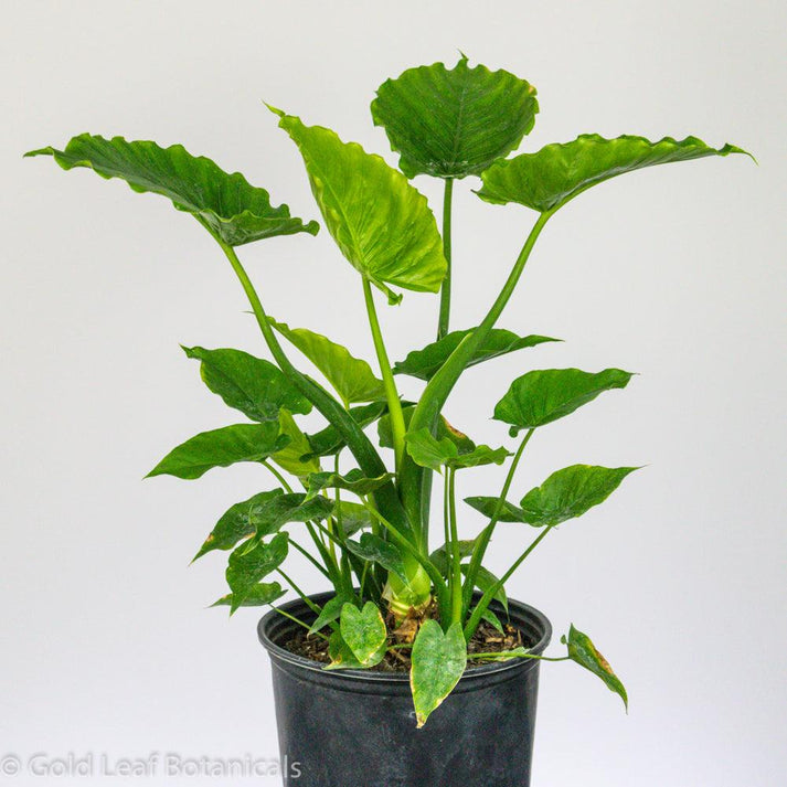 Alocasia Odora Care - Sun, Water, Soil & Humidity Needs – Gold Leaf ...