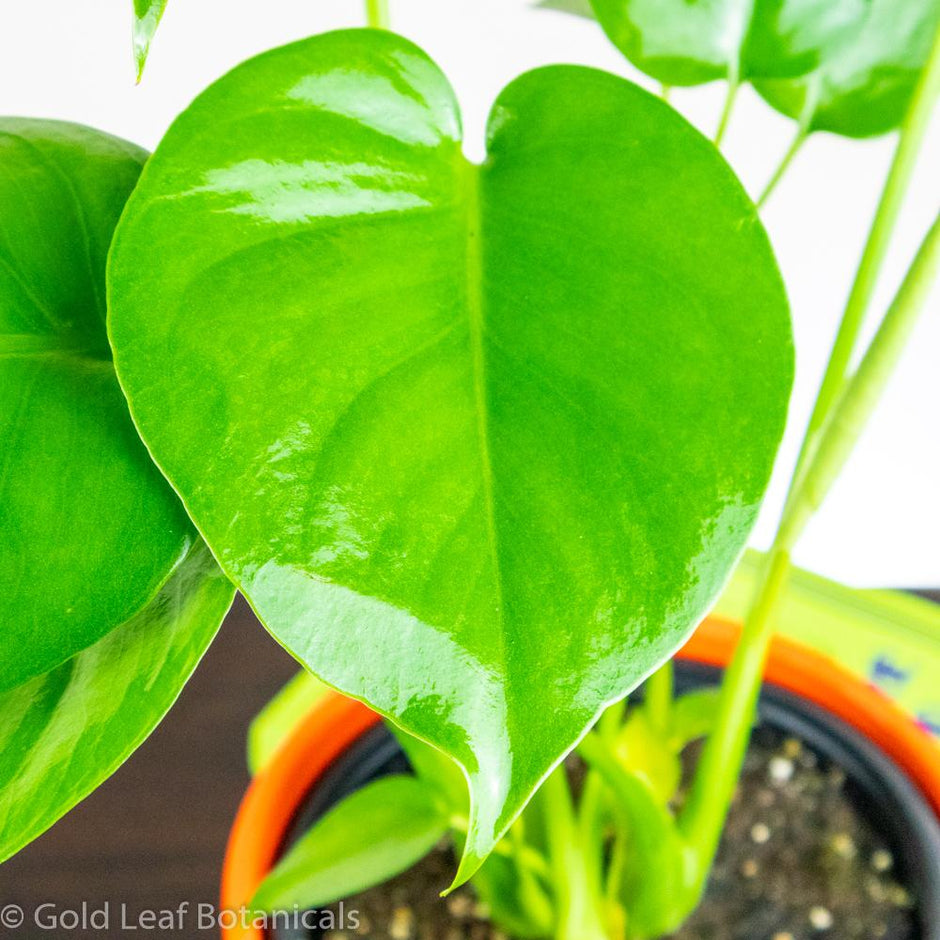 Monstera Plants for Sale - Gold Leaf Botanicals Plant Store
