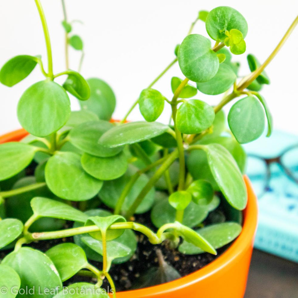 Peperomia Hope - Plant Care & Everything You Need to Know – Gold Leaf ...