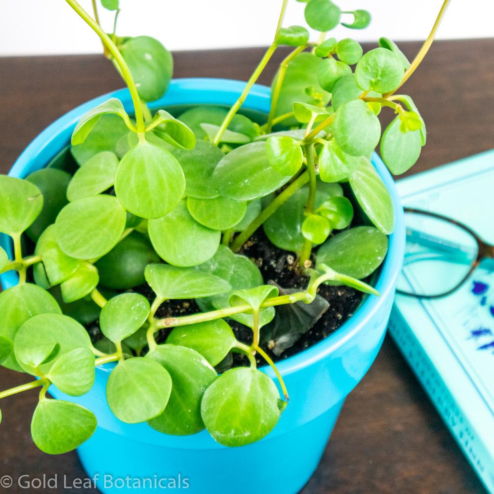 Peperomia Hope - Plant Care & Everything You Need to Know – Gold Leaf ...