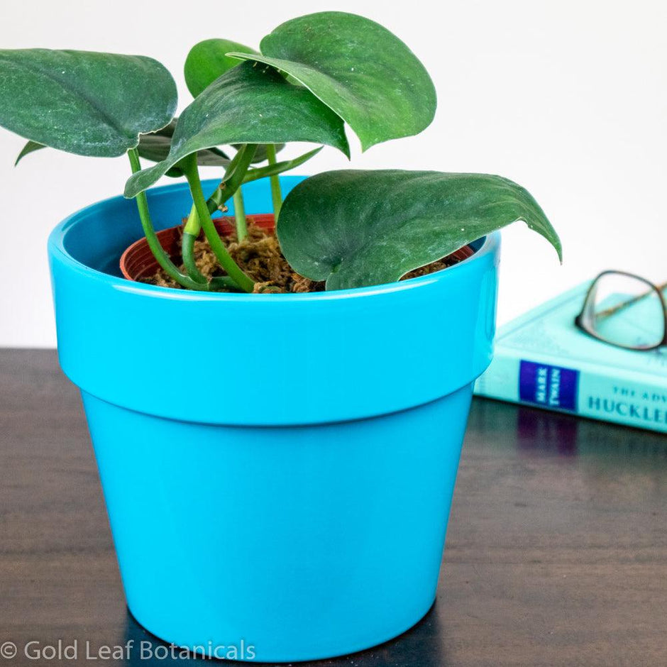 Waterloo's Tropical House Plant Store: Gold Leaf Botanicals