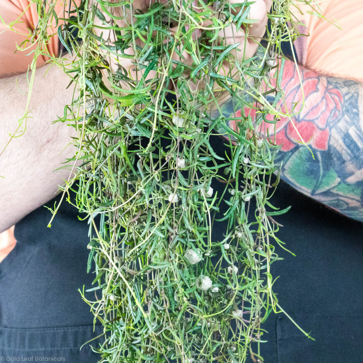 String of Needles Care - Sun, Water, Soil & Humidity Needs – Gold Leaf ...