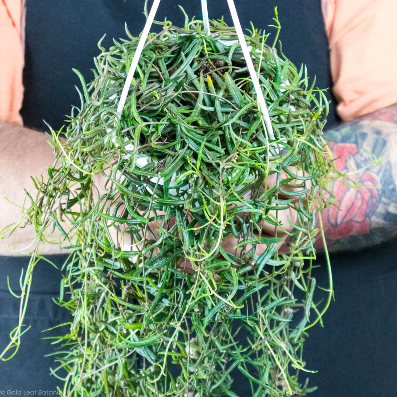 String of Needles Care - Sun, Water, Soil & Humidity Needs – Gold Leaf ...